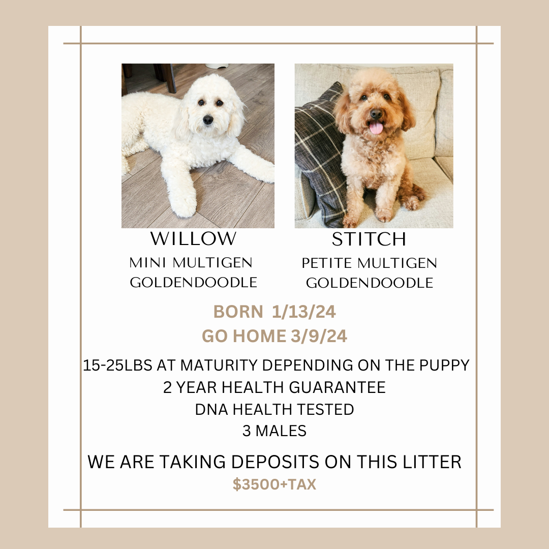 Willow & Stitch's Mini Goldendoodles - Sandy Creek Doodles
